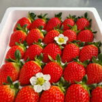 Seoul: Winter Day Tour in Pocheon with Strawberry Picking - The Sum Up: Is It Worth It?