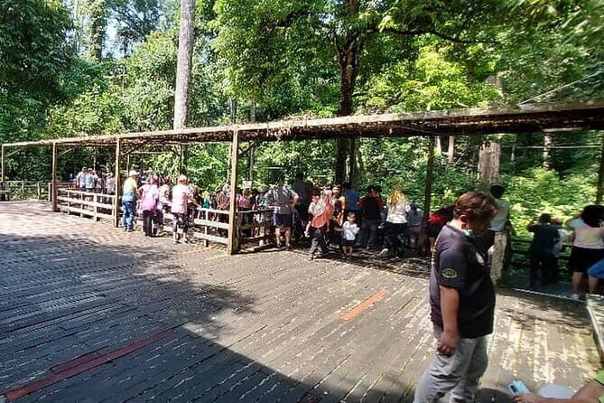 Sepilok Orangutan , SunBear, Proboscis Monkey from Sandakan City - Who Will Love This Tour?