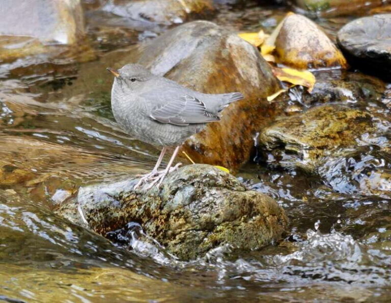 September 2025 British Columbia Rocky Mountain Birding Tour - Who Should Consider This Tour?