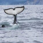 Seward: Kenai Fjords National Park Glacier & Wildlife Cruise - An In-Depth Look at the Kenai Fjords National Park Tour