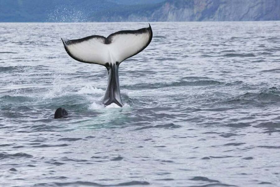Seward: Kenai Fjords National Park Glacier & Wildlife Cruise - An In-Depth Look at the Kenai Fjords National Park Tour