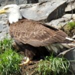Seward: Spring Wildlife Guided Cruise - Wildlife Encounters and Scenic Highlights
