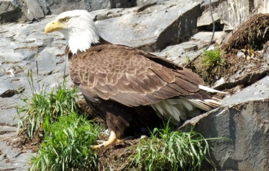 Seward: Spring Wildlife Guided Cruise - Wildlife Encounters and Scenic Highlights