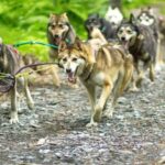 Seward: Turning Heads Kennel Tour & Dog Sled Ride - Is the Price Worth It?
