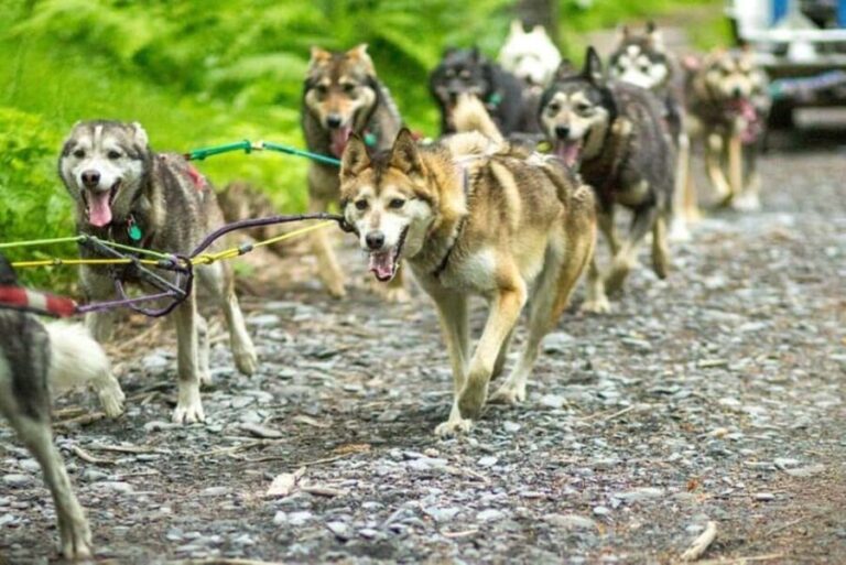 Seward: Turning Heads Kennel Tour & Dog Sled Ride - Is the Price Worth It?