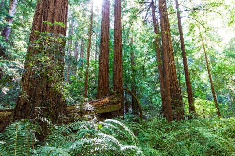 SF: Muir Woods, Sausalito, Golden Gate Bridge Private Tour - What to Expect: The Practical Details