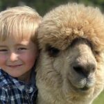 Shamarra Alpaca Farm Tours - FAQs