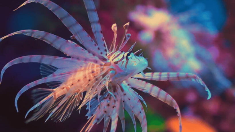 Shanghai: The Marine Wonders at Shanghai Ocean Aquarium - Practical Tips for Visiting
