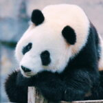 Shanghai: Wild Animal Park Ticket - Who Should Consider Visiting?
