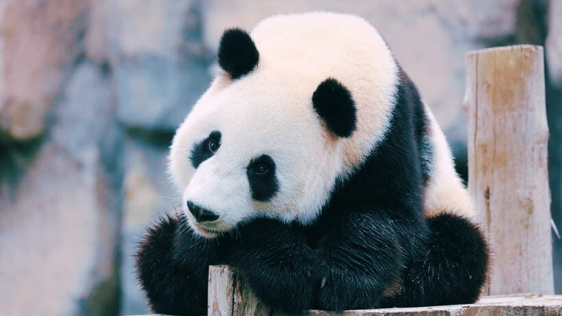 Shanghai: Wild Animal Park Ticket - Who Should Consider Visiting?