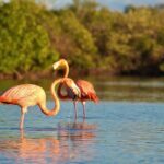 Shared mangroves kayak tour in Holbox - What To Expect During Your Trip