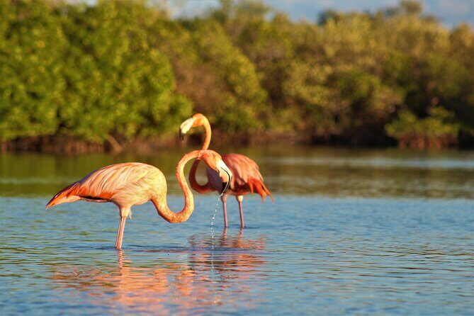 Shared mangroves kayak tour in Holbox - What To Expect During Your Trip