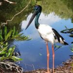 Shared Shuttle Return Transfers (ex Port Douglas) Transfers Only - What the Reviews Tell Us