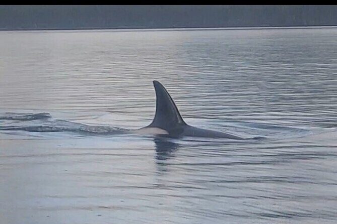 Shared Whale and Wildlife Viewing - Who Should Book This Tour?