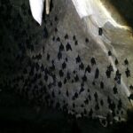 Sharing Half Day Mangrove Boat Tour With Lunch in Langkawi - Practical Details & Why They Matter