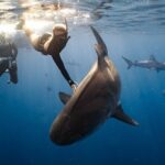Shark Dive Private Charter No Cage - A Detailed Look at the Shark Dive Private Charter