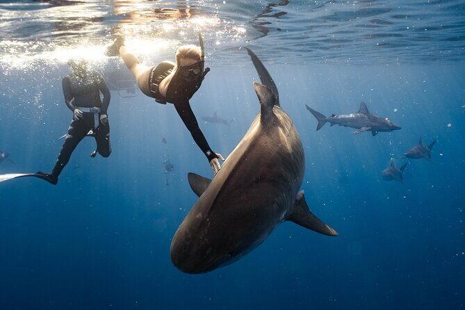 Shark Dive Private Charter No Cage - A Detailed Look at the Shark Dive Private Charter