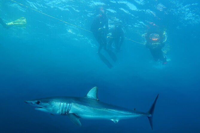 Shark Safari & Snorkel Adventure in Cabo San Lucas - Appreciating the Experience: What Travelers Love