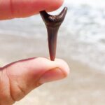 Shark Tooth and Shell Hunting Tour in Charleston, SC - The Treasure Hunt on a Barrier Island