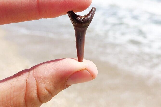 Shark Tooth and Shell Hunting Tour in Charleston, SC - The Treasure Hunt on a Barrier Island