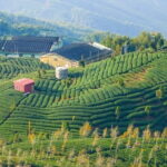 Shiding Tea Township Half-Day Tour from Taipei - Why This Tour Works Well