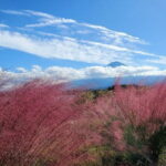 Shimizu Port to Mt. Fuji Guided Private Tour GREEN NUMBER PLATES - Why the Tour Works for Travelers