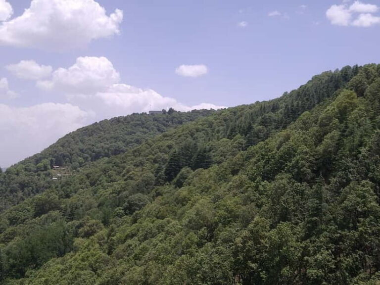Shimla: Temples Tour with full day Local Driver Guide - Authentic Experiences: What Travelers Say