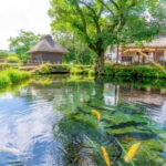 Shine Muscat Buffet, Fuji Ice Cave & Oshino Hakkai Day Tour - The Itinerary: What to Expect from Dawn to Dusk