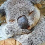 Ship Shore Excursion: Private Tour: Adelaide City, choice Adelaide Wine Regions - Who Should Consider This Tour?