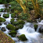 Shivapuri National Park Hike  Scenic Day Trek - Who Will Love This Trek?