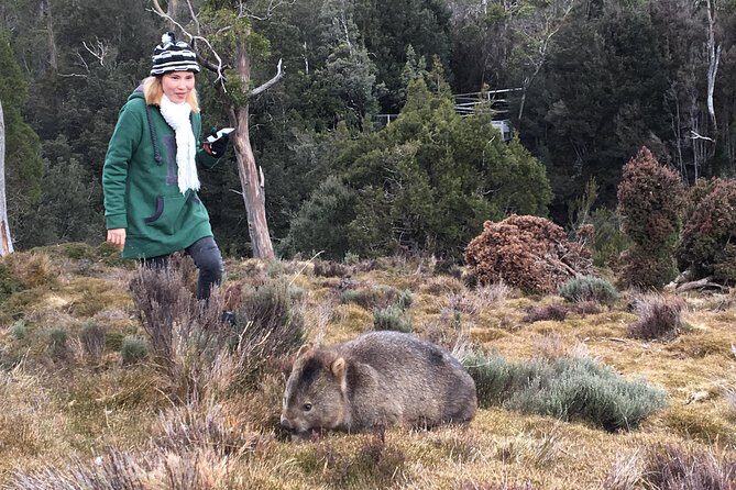Shore Excursion - Cradle Mountain Shuttle Bus from Burnie - How Does It Value Compare?