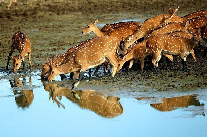 Shore Excursion Hambantota Port to Yala Safari and Come back(All Inclusive) - The Heart of the Tour: What Youll Experience