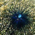 Shore Excursion Premium Family Snorkeling Experience - Final Thoughts