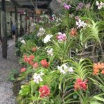 Shore Excursion-Wonders of Nadi Sightseeing Tour-Temple,Gardens,Markets&Shopping - Who will love this tour?