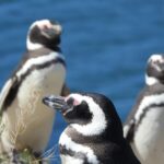 Shore Tours Peninsula Valdes Puerto Madryn Cruise Passengers - What to Expect: The Day in Península Valdés