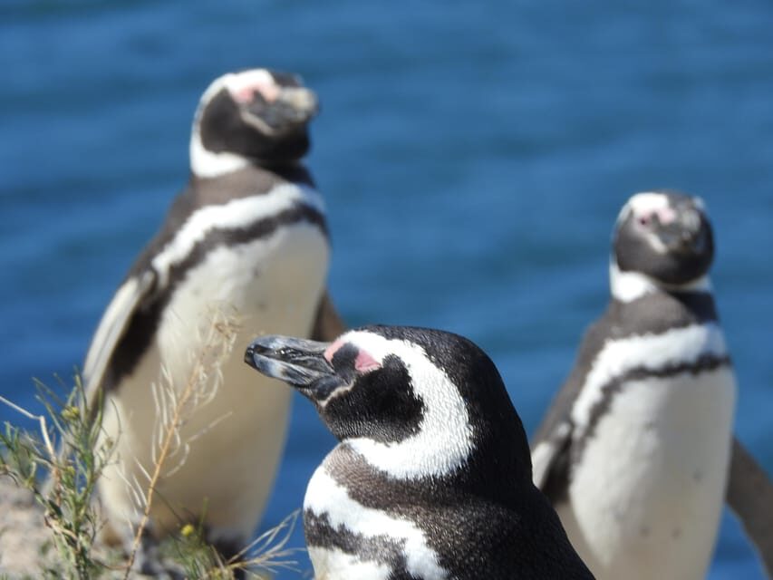 Shore Tours Peninsula Valdes Puerto Madryn Cruise Passengers - What to Expect: The Day in Península Valdés