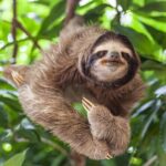 Shuttle From San Jose Airport To Monteverde - The Experience in Detail: What You Can Expect