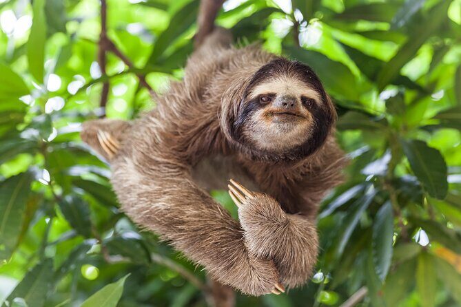 Shuttle From San Jose Airport To Monteverde - The Experience in Detail: What You Can Expect