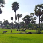 Siem Reap: 6-Hour Easy Rider Motorbike Tour - A Closer Look at the Itinerary