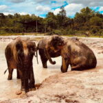 Siem Reap: Kulen Elephant Forest & Tonlesap Lake - Who Will Love This Tour?