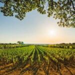 Siena & San Gimignano: Exclusive Tuscany Day Trip from Florence - San Gimignano: An Enchanting Medieval Town