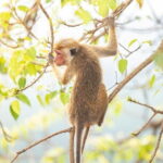 Sigiriya Ancient Rock Fortress Tour with Transfer - Is This Tour Value for Money?