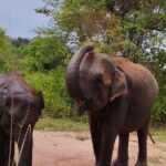 Sigiriya, Dambulla and Minneriya National Park Private Tour In - Practicalities & What to Expect