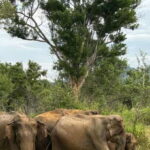 Sigiriya/Dambulla/Habarana: Minneriya National Park Safari - The Itinerary: What to Expect