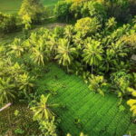 Sigiriya & Habarana: Sunrise Hot Air Balloon Ride Experience - The Itinerary Breakdown
