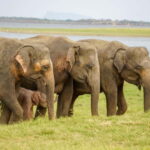 Sigiriya Lion Rock Hike & Minneriya National Park Safari - Detailed Breakdown of the Itinerary and Experience