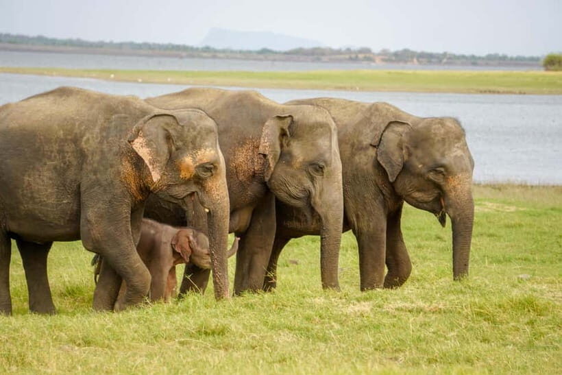 Sigiriya Lion Rock Hike & Minneriya National Park Safari - Detailed Breakdown of the Itinerary and Experience