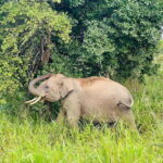 Sigiriya Rock , Dambulla Cave Temple Day Tour from Kandy - The Journey Begins: Transportation and Group Size