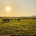 Sigirya's Wildlife Experience - How the Tour Works in Practice