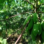 Silk Island Cycling Adventure & lunch with locals - Authenticity and Learning—The Heart of the Tour